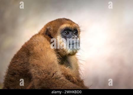 The southern muriqui (Brachyteles arachnoides) is a muriqui (woolly ...