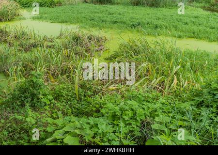 Algae covered water with tall reeds and grasses in marsh next to river ...