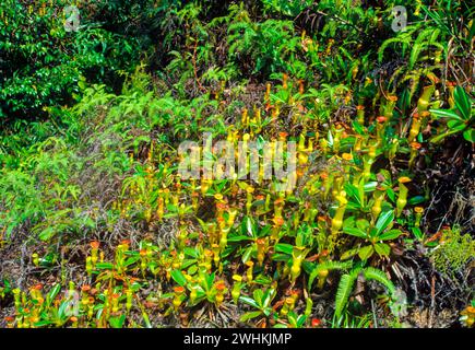 Seychelles, flora, pitcher plants Stock Photo - Alamy