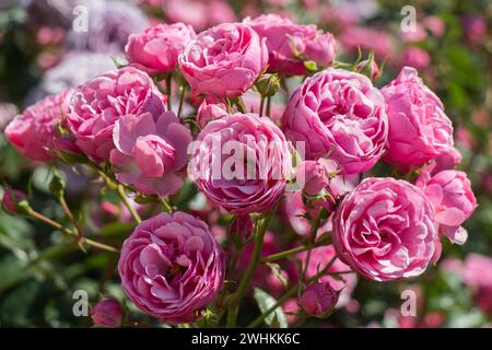 Rose garden full of beautiful fresh roses Stock Photo - Alamy