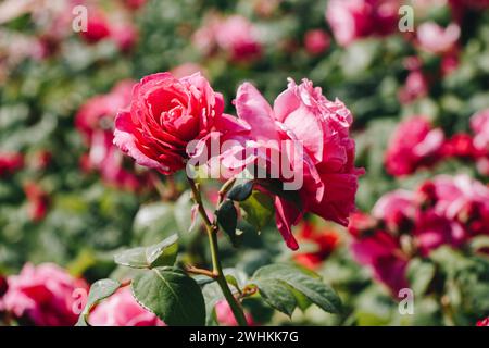 Two blooming beautiful colorful roses in the garden background Stock ...