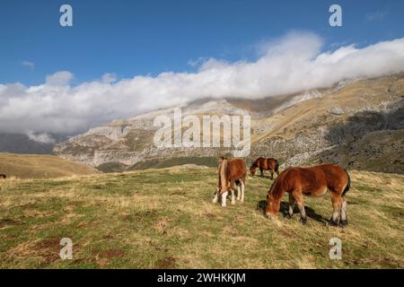 Herd of horses on the slopes of Punta de la Cuta Stock Photo - Alamy