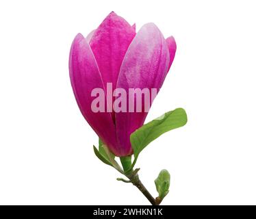 Pink magnolia flower isolated on white background with full depth of ...