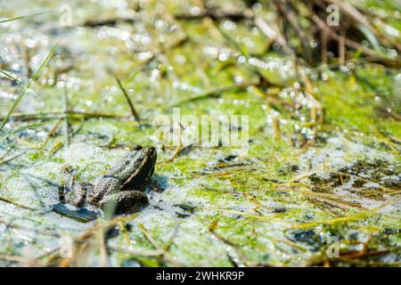 Green frog in the swamps ready to jump Stock Photo - Alamy