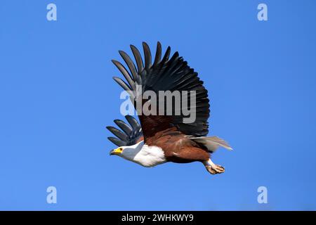 Lesser spotted eagle, (Haliaeetus vocifer), Africa, Botswana, flight ...