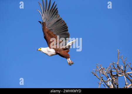 Lesser spotted eagle, (Haliaeetus vocifer), Africa, Botswana, flight ...