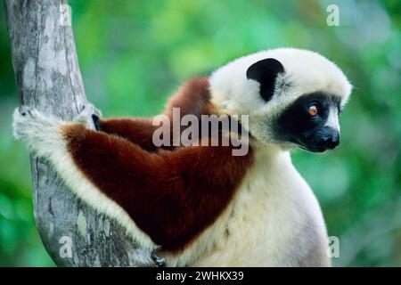 Crown sifaka, Madagascar, Coquerels crown sifaka, Prophitecus verreauxi ...