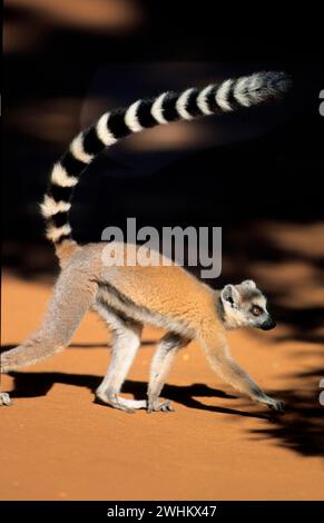 Crown sifaka, Madagascar, Coquerels crown sifaka, Prophitecus verreauxi ...