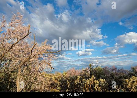 Flowers an ironwood tree (Olneya tesota). Flower purple color, white ...