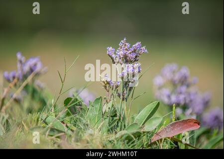 Common sea lavender at the Rantum basin Stock Photo - Alamy