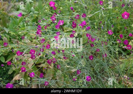 Fringed Poppy Mallow (Callirhoe digitata), flowering Stock Photo - Alamy