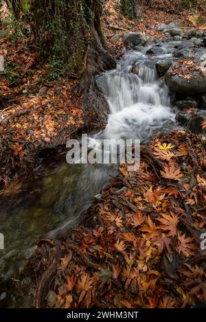 Yellow Maple Leafs on Water at Dry Sunny Autumn Day Stock Photo - Alamy