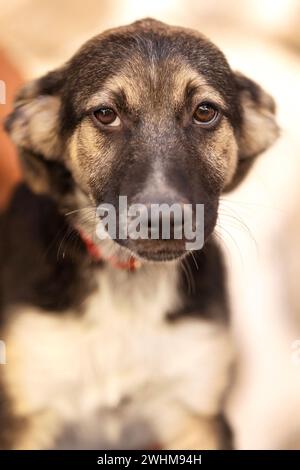 Rescue Adoption Dog with Sad Look and tennis ball Stock Photo - Alamy