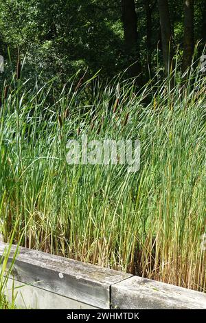 Swamp cattails Typha angustifolia Broadleaf brown flowers in spring ...