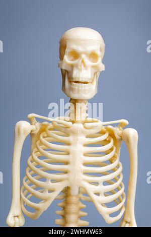 Anatomical skeleton model, Skeletal system Stock Photo - Alamy