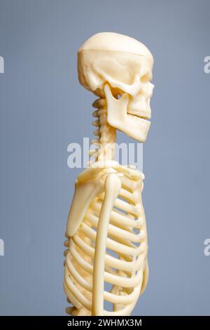 Anatomical skeleton model, Skeletal system Stock Photo - Alamy