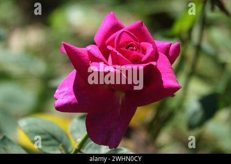 Hybrid Tea Rose, Blue River (Rosa), Westphalia Park, Dortmund, Ruhr ...