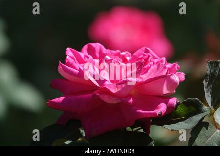 Rosa Acapella, Hybrid-rose Stock Photo - Alamy