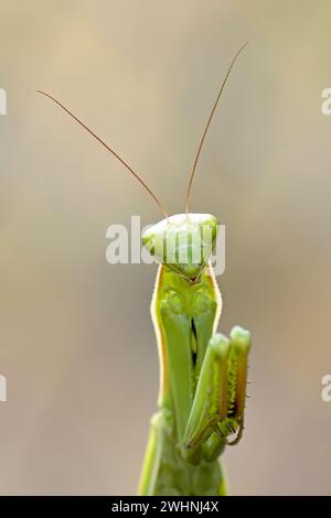 Portraiture of a cute praying mantis Stock Photo - Alamy
