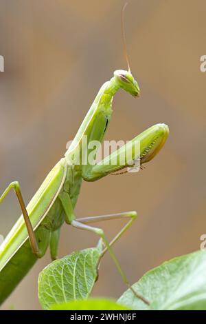 Praying Mantis Profile Stock Photo - Alamy