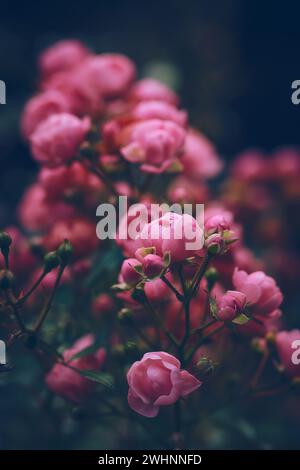 Colorful roses flower buds and blooms in flower shop Stock Photo - Alamy
