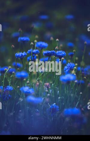 Deep blue cornflower field Stock Photo - Alamy