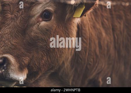 Brown Angus cow detail eye. High quality photo Stock Photo - Alamy