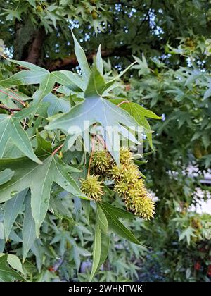 American amber tree (Liquidambar styraciflua 'Slender Silhouette ...