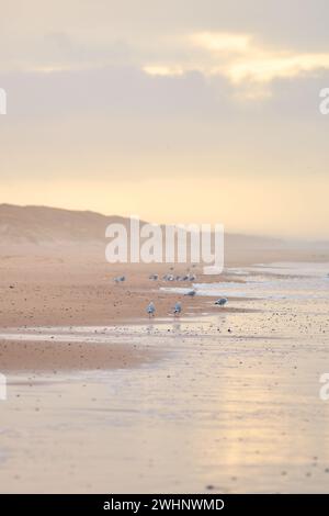 A beautiful walking seagull on the beach with crashing waves Stock ...