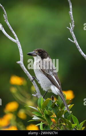 Wild grey butcherbird (Cracticus torquatus) perched on a weathered ...