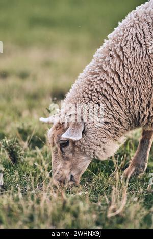 farmland close up white sheep farm grass grazing standing animals ...