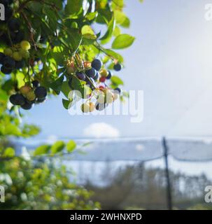 Protection bird netting covering blueberry plants Stock Photo - Alamy