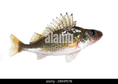 Fish ruff (Gymnocephalus cernuus) isolated on white background Stock ...