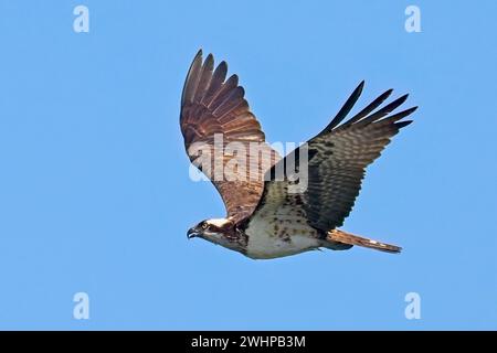 Osprey soaring high in blue sky Stock Photo - Alamy