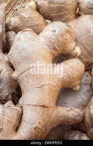 Ginger root (Zingiber officinale), Zinjgiberaceae. Aromatic and spicy ...
