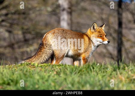 red fox stories Stock Photo - Alamy