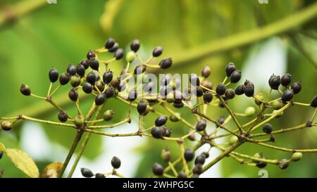 Phellodendron amurense. It has been used as a Chinese traditional ...