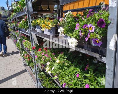 a floristry for the production, commerce and trade with flowers ...