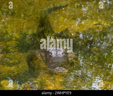 American Alligator floating, Loop Road Scenic Drive, Big Cypress ...