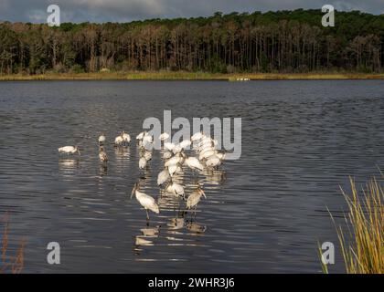 A flock of wood storks in the marshlands of Huntington Beach State Park in South Carolina Stock ...