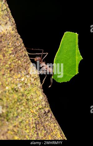 Leafcutter Ant (Atta cephalotes) worker on leaf protecting larger ...