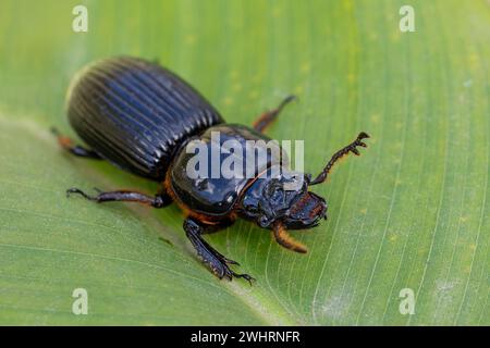 Patent-leather beetle or horned passalus - Odontotaenius disjunctus ...