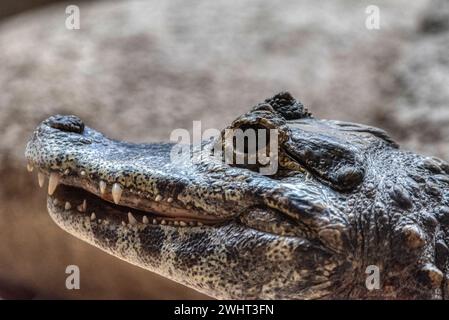 The powerful jaws of a Yacare Caiman showing off his strong teeth ...