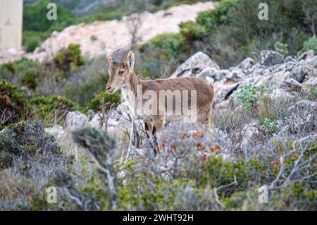 Wild goats on Calamorro peak sight viewpoint, Costa del Sol, Andalusia ...