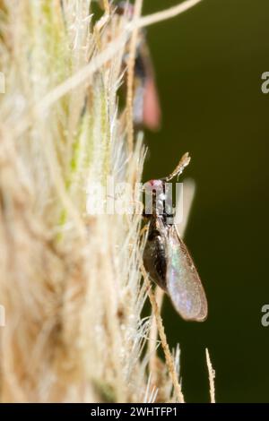 Chalcid parasitoid wasp (Tetrastichinae Stock Photo - Alamy