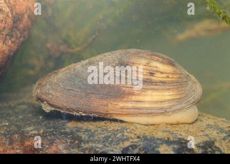 River mussel (Unio Stock Photo - Alamy