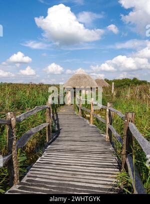 Wooden walkway and thatched viewing platforms on the Somerset Levels at ...