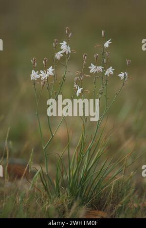 Onion-Leafed Asphodel (Asphodelus fistulosus), Plantae, Alpine, CA, USA ...