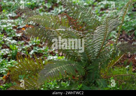 Sunset Ferns , Dryopteris lepidopoda Stock Photo - Alamy