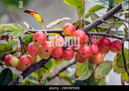Bright red small wild apples among the yellow leaves in autumn. A bunch ...